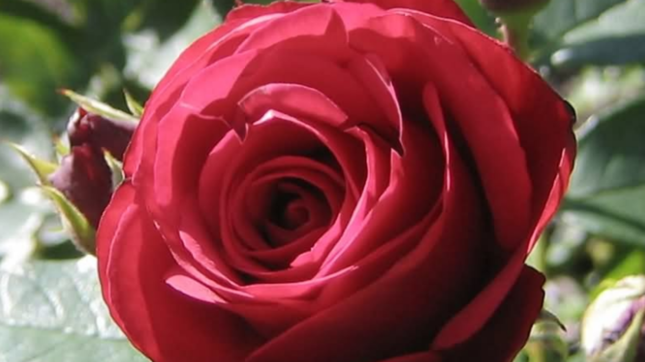 Optical Illusion Pictures Dolphins