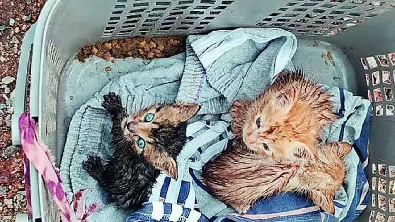 Vamanjoor, Mangalore: Map, Property Rates, Projects, Photos, Reviews, Info