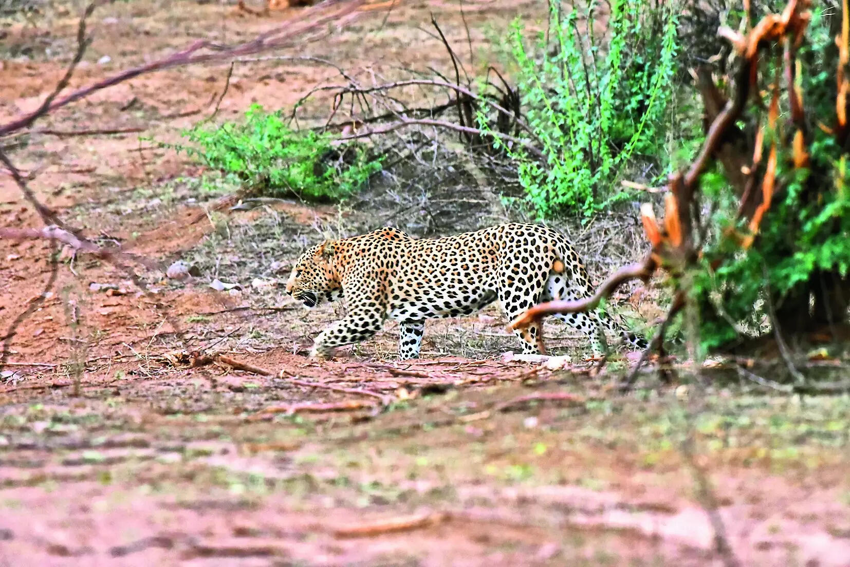 Sector Number 28 Nigdi, Pune: Map, Property Rates, Projects, Photos ...