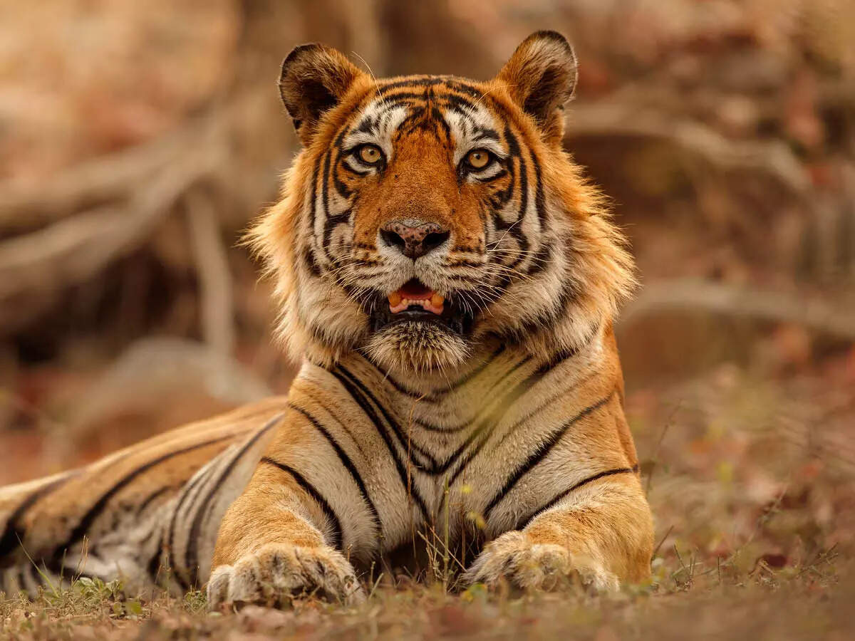 Borgaon, Nizamabad: Map, Property Rates, Projects, Photos, Reviews, Info