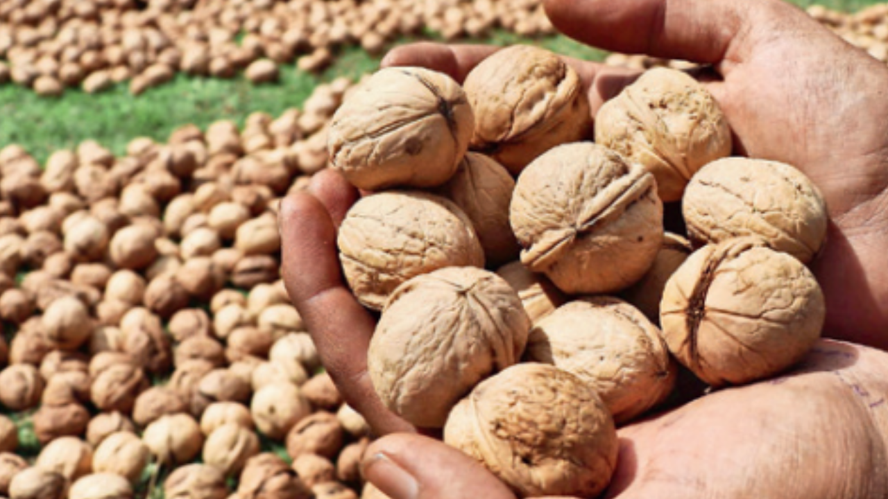 A struggle ahead for desi walnuts as imported varieties may get cheaper ...