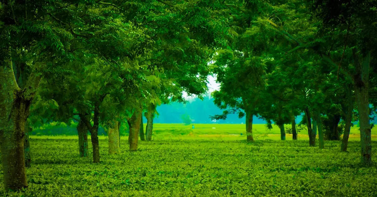 You need to visit Assam in December; here’s why | Times of India
