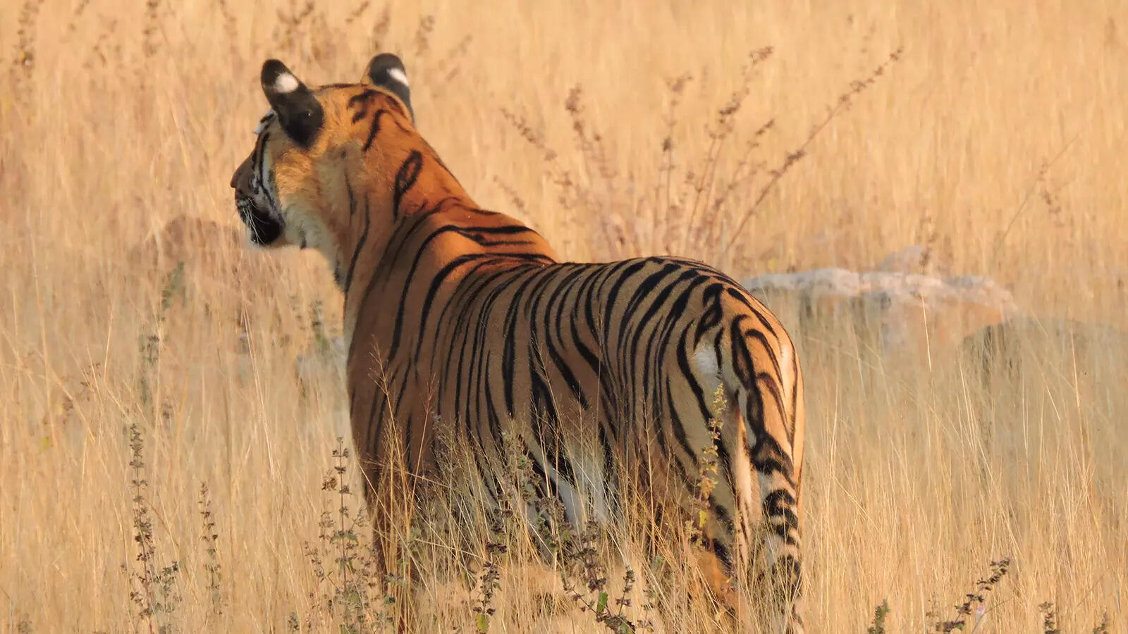 Block A AECS Layout, Singasandra: Map, Property Rates, Projects, Photos ...