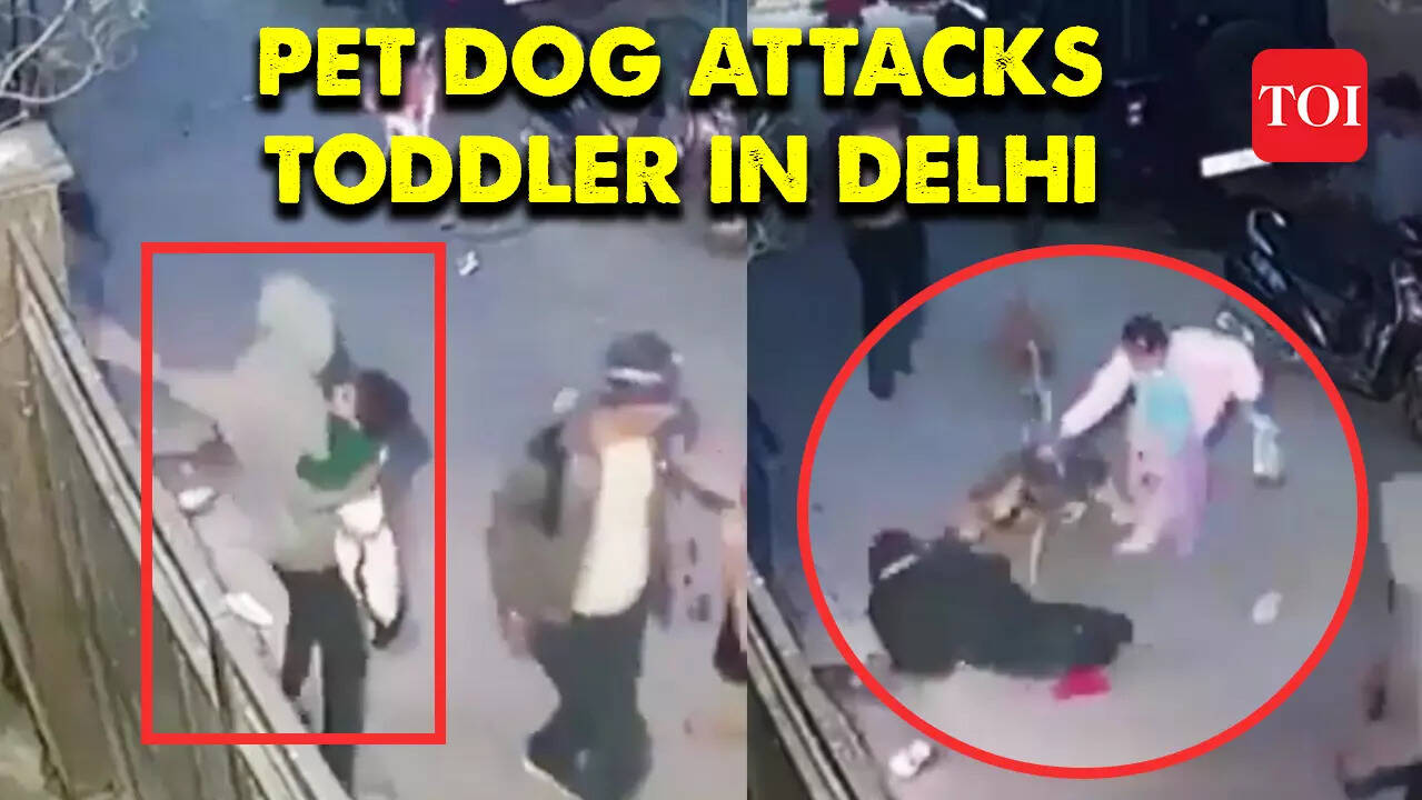 Shocking! Dog attacks two-yr-old in Delhi's Vishwas Nagar, video goes viral | Viral Videos ...