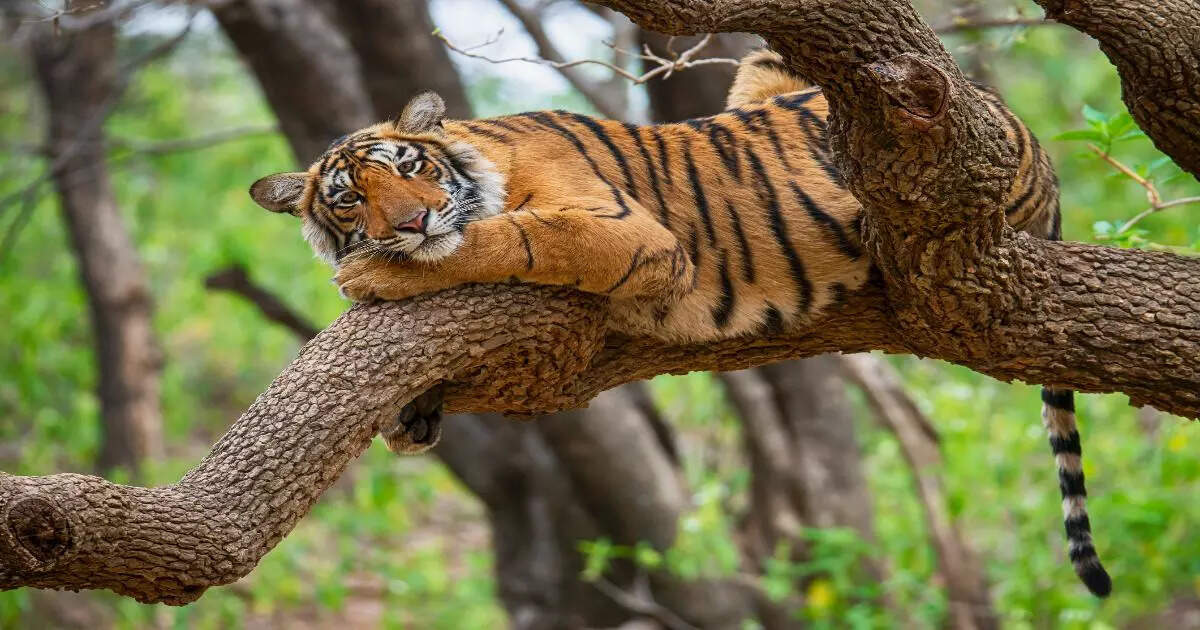 Best places in India for guaranteed tiger spotting | Times of India