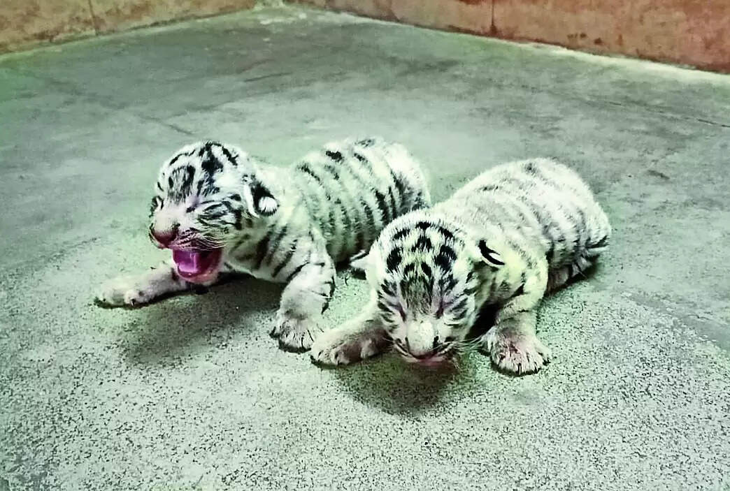 Avadh Road, Rajkot: Map, Property Rates, Projects, Photos, Reviews, Info