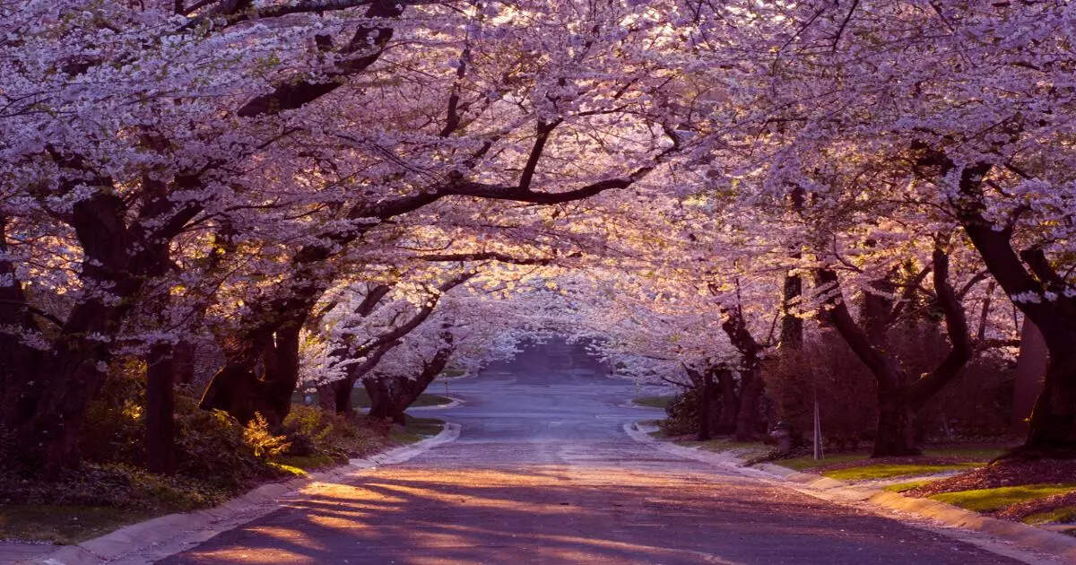 Best places in India to admire the beautiful cherry blossoms | Times of ...