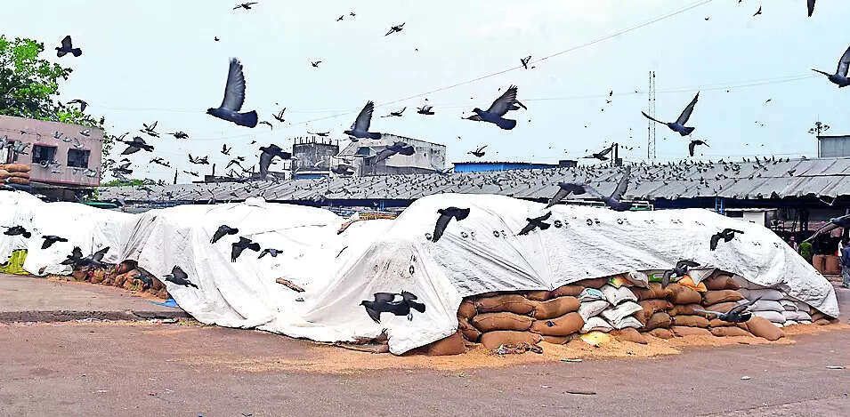 Nandavan Colony, Indore: Map, Property Rates, Projects, Photos, Reviews ...