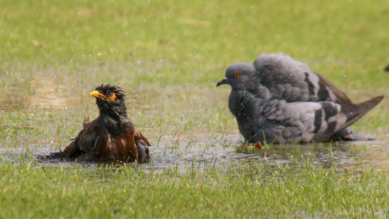 Khalini, Shimla: Map, Property Rates, Projects, Photos, Reviews, Info