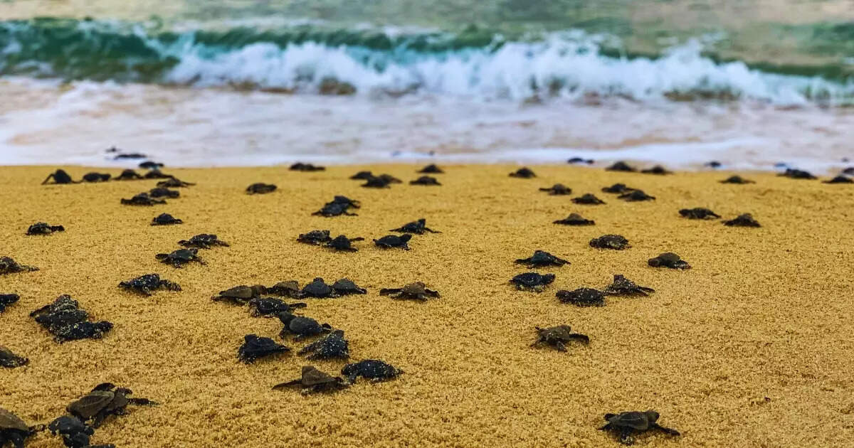 World Turtle Day 2024: Best places in India to see turtles | Times of India