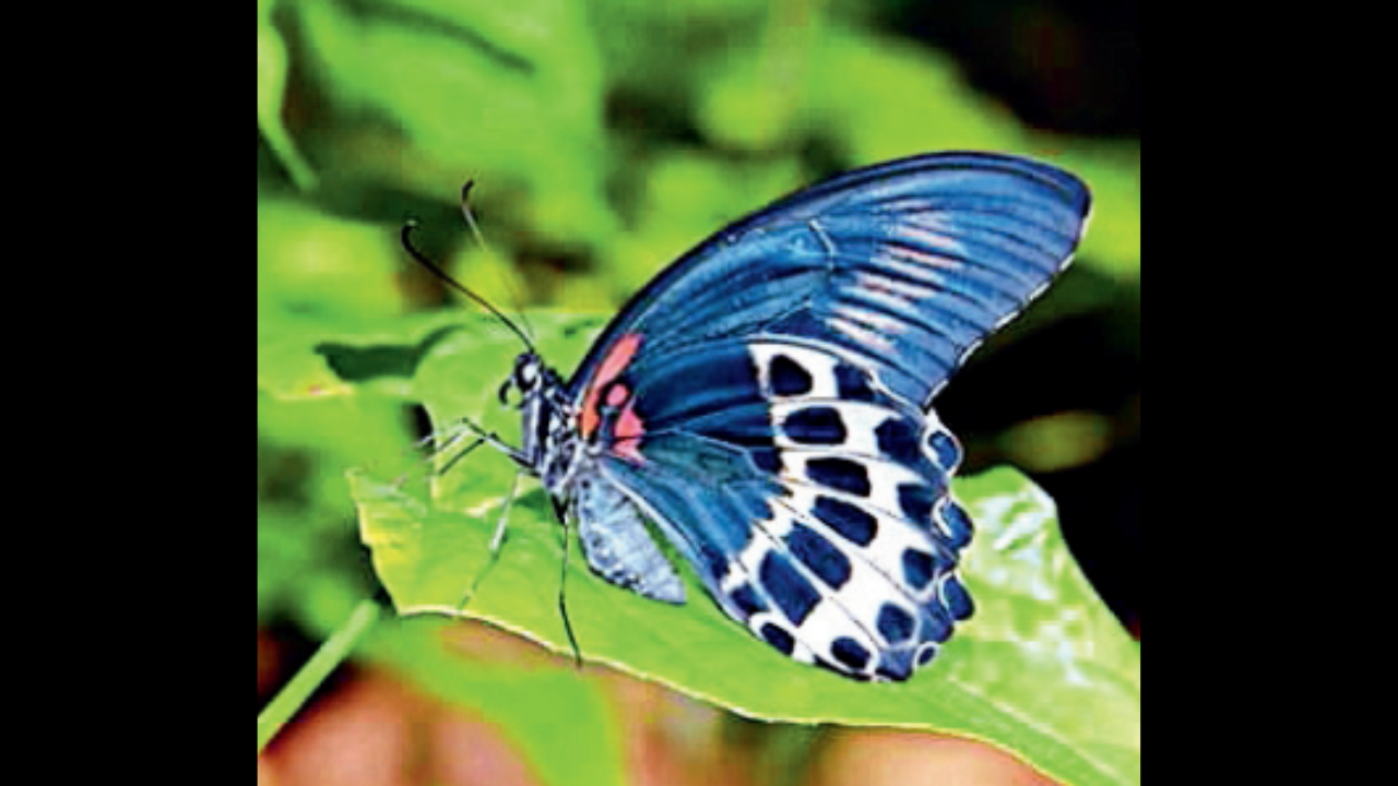 Neredmet X Road, Hyderabad: Map, Property Rates, Projects, Photos ...