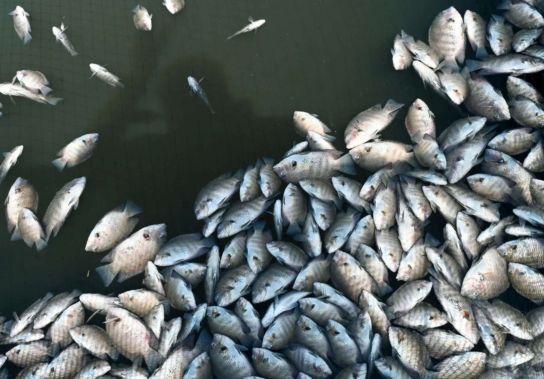 Varapuzha, Kochi: Map, Property Rates, Projects, Photos, Reviews, Info