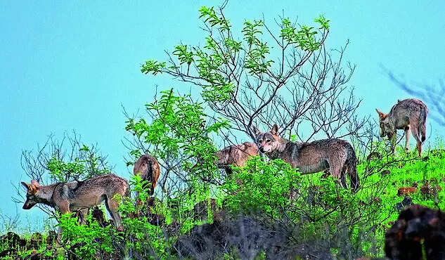 Nana Peth, Pune: Map, Property Rates, Projects, Photos, Reviews, Info