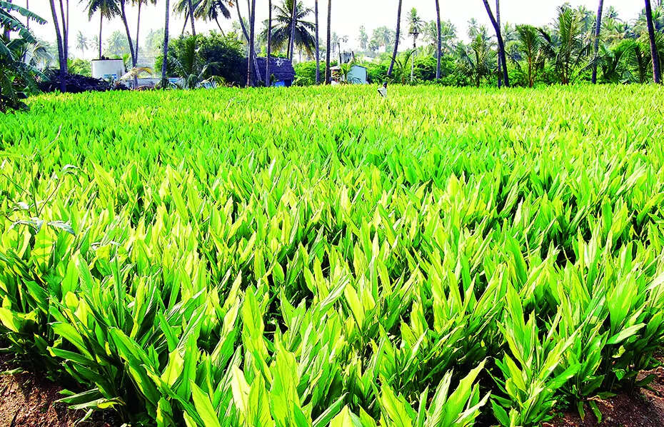 Raia, Goa: Map, Property Rates, Projects, Photos, Reviews, Info