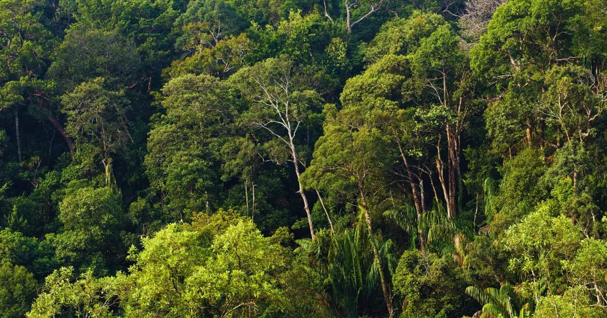 10 oldest forests in the world and their amazing facts | Times of India