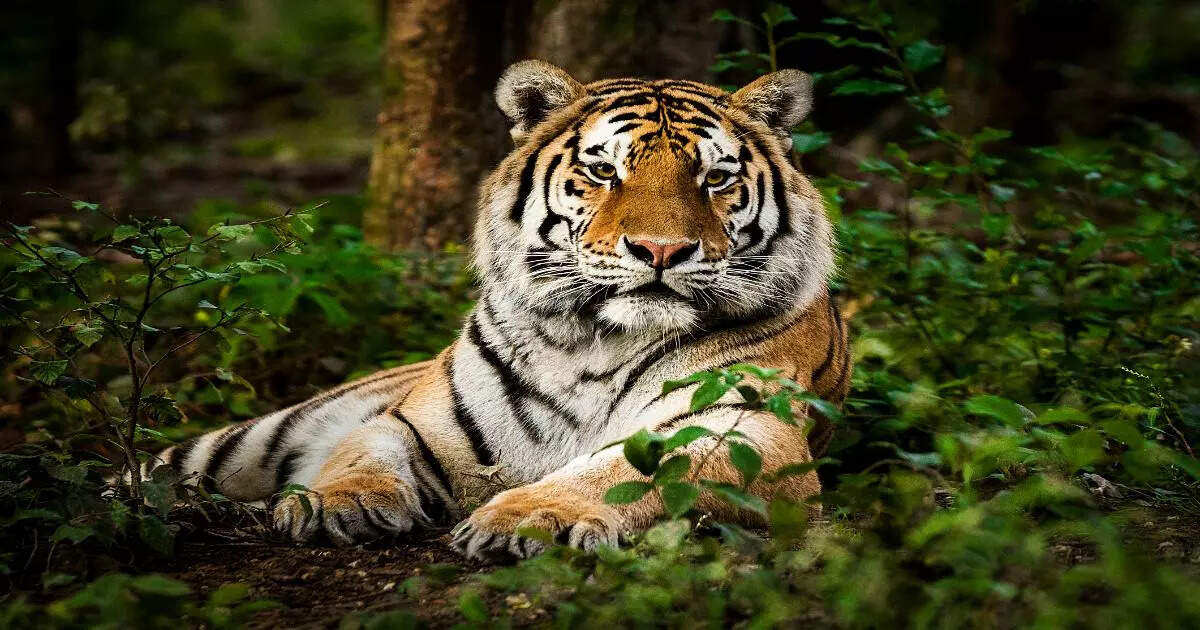 In pics: India’s 8 top national parks and their popular ‘Big Cats ...