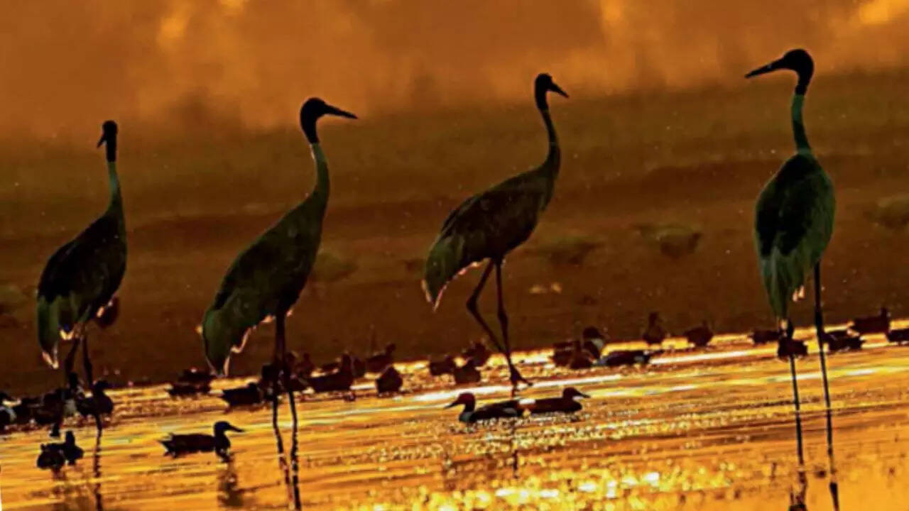 Sector 5, Noida: Map, Property Rates, Projects, Photos, Reviews, Info