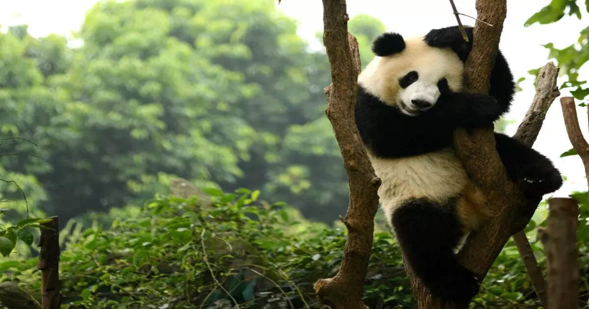 8 best places to see the adorable Giant Pandas | Times of India