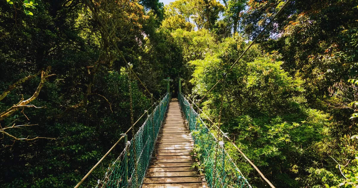 From crooked trees to prehistoric forest: World’s most unique forests ...