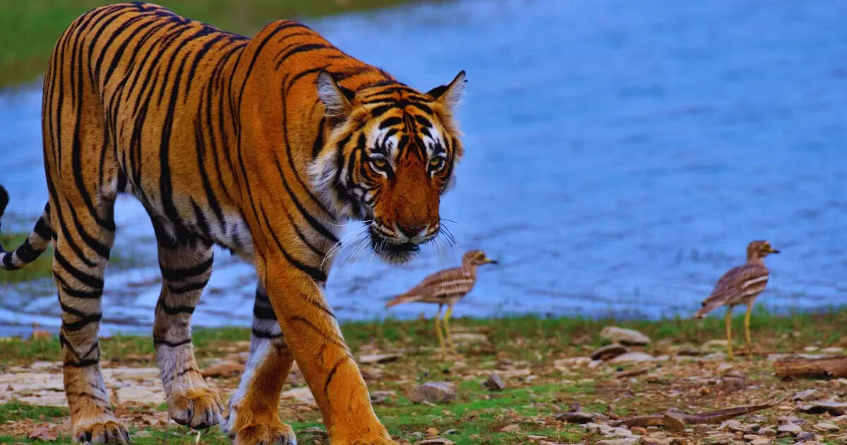 World Tourism Day: 10 national parks in India famous for tiger tourism ...