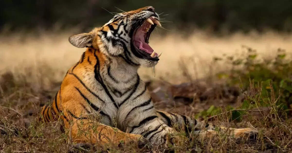 8 best places in India for guaranteed tiger sightings this winter ...