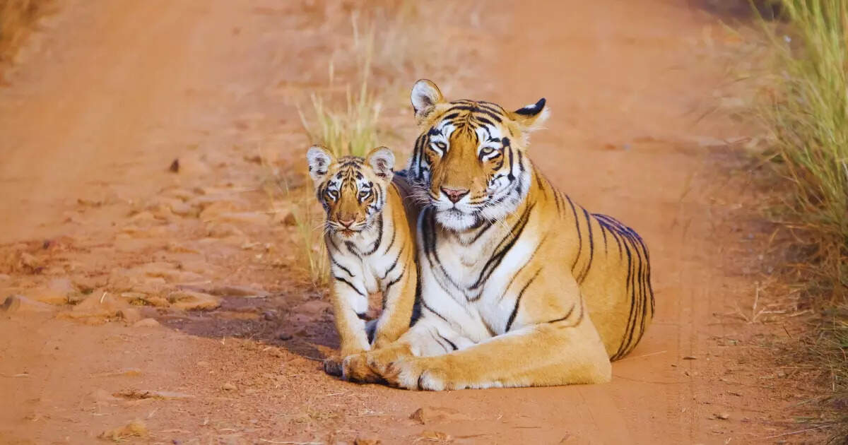10 unique wild cat species found in the Indian forests | Times of India