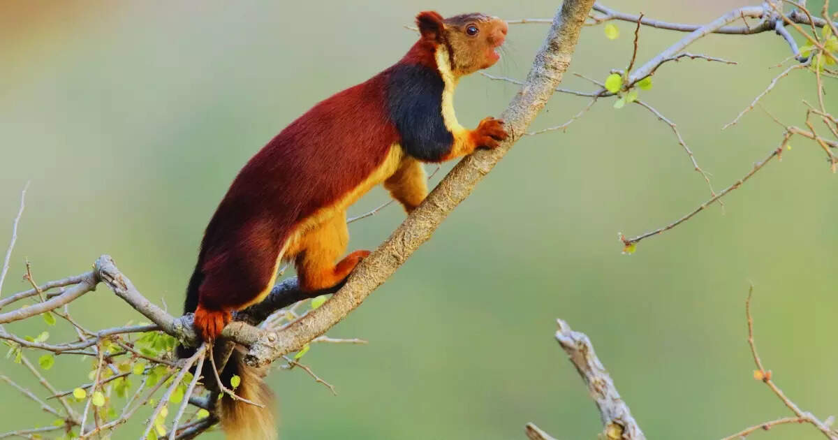 10 unique animals that can be seen in Western Ghat safaris | Times of India