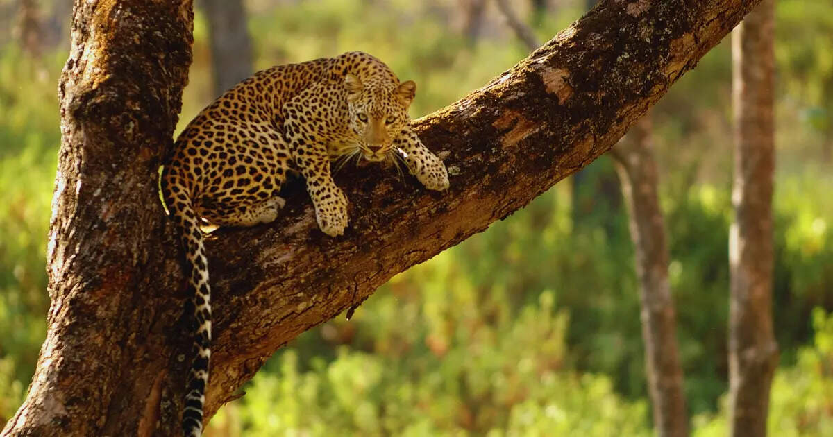 10 iconic species to see in Nagarhole National Park | Times of India