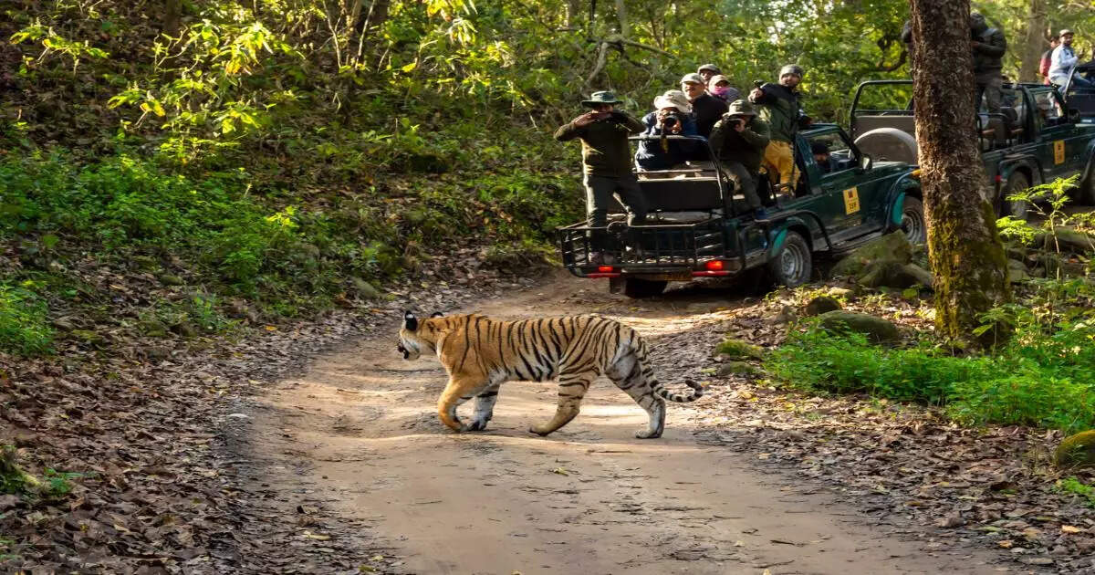 Jim Corbett National Pak: Top zones and pro tips for guaranteed tiger ...