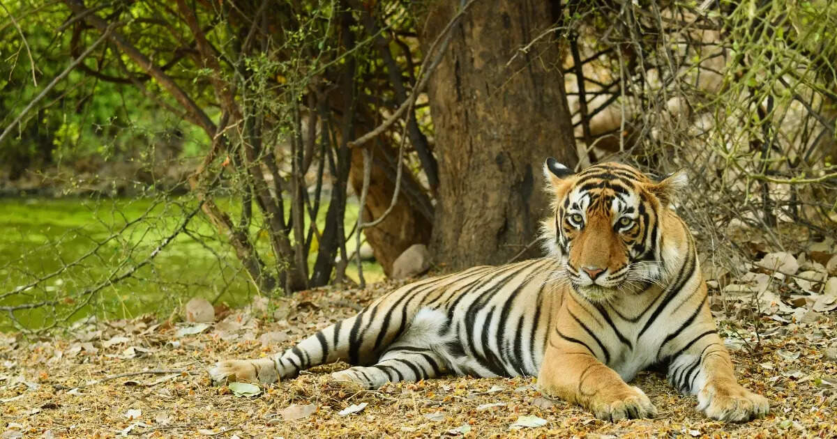 In photos: Iconic animals of Bandipur National Park | Times of India
