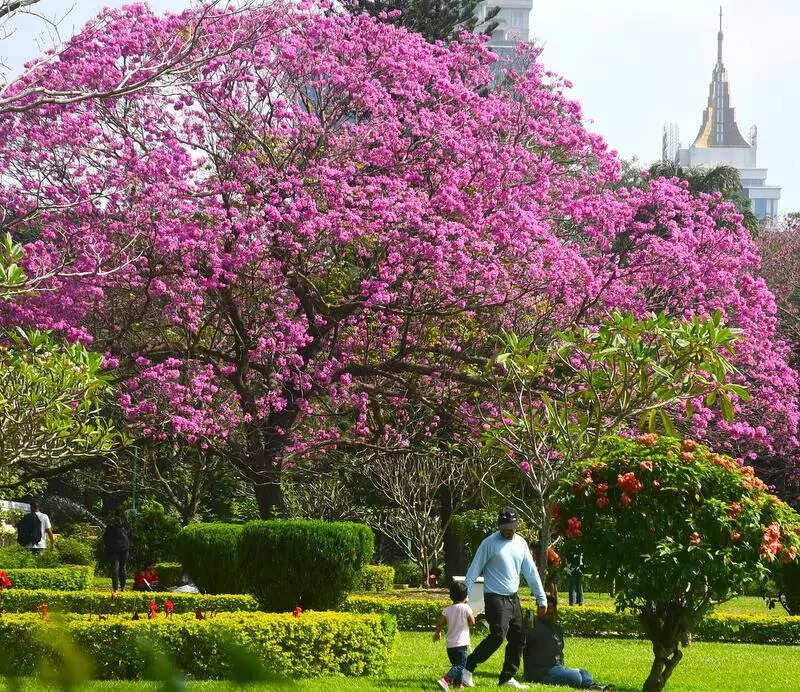 Chandra layout, Bangalore: Map, Property Rates, Projects, Photos ...