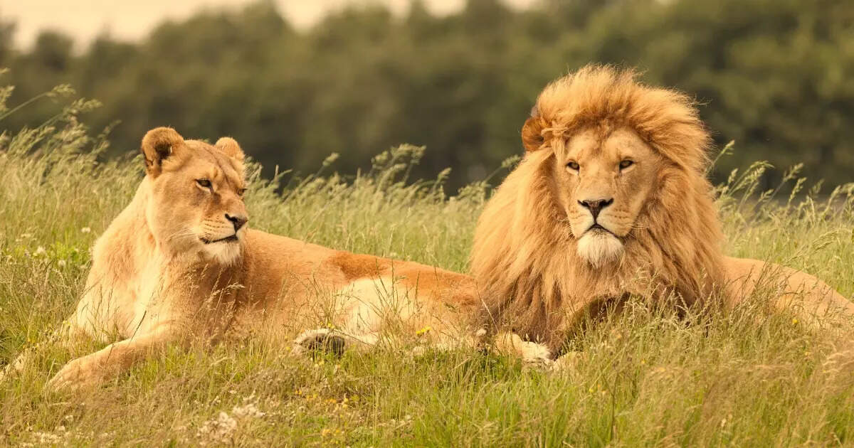 Most impressive big cat species from around the world | Times of India