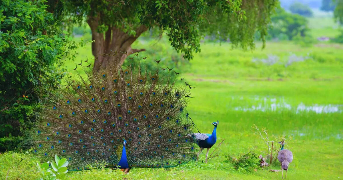 Stunning bird species in India that are worth travelling for | Times of ...