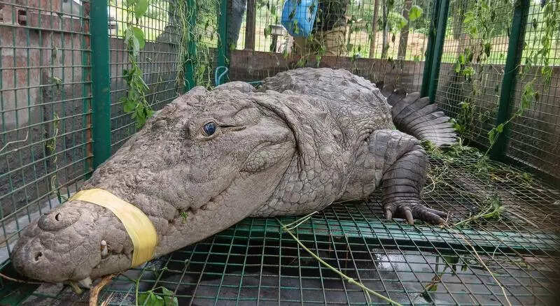 Chhani, Vadodara: Map, Property Rates, Projects, Photos, Reviews, Info