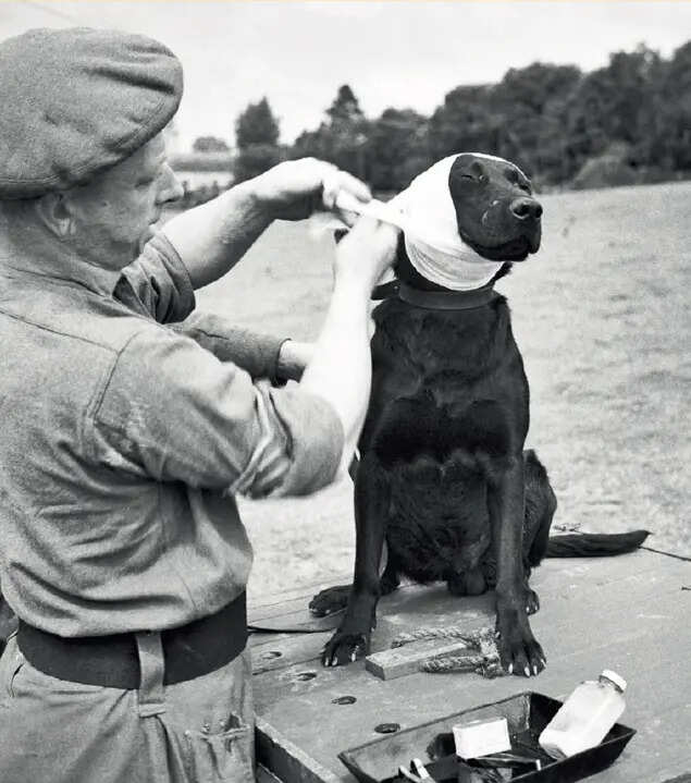 ‘Bombs, burgers and the banality of evil — why should animals face ...