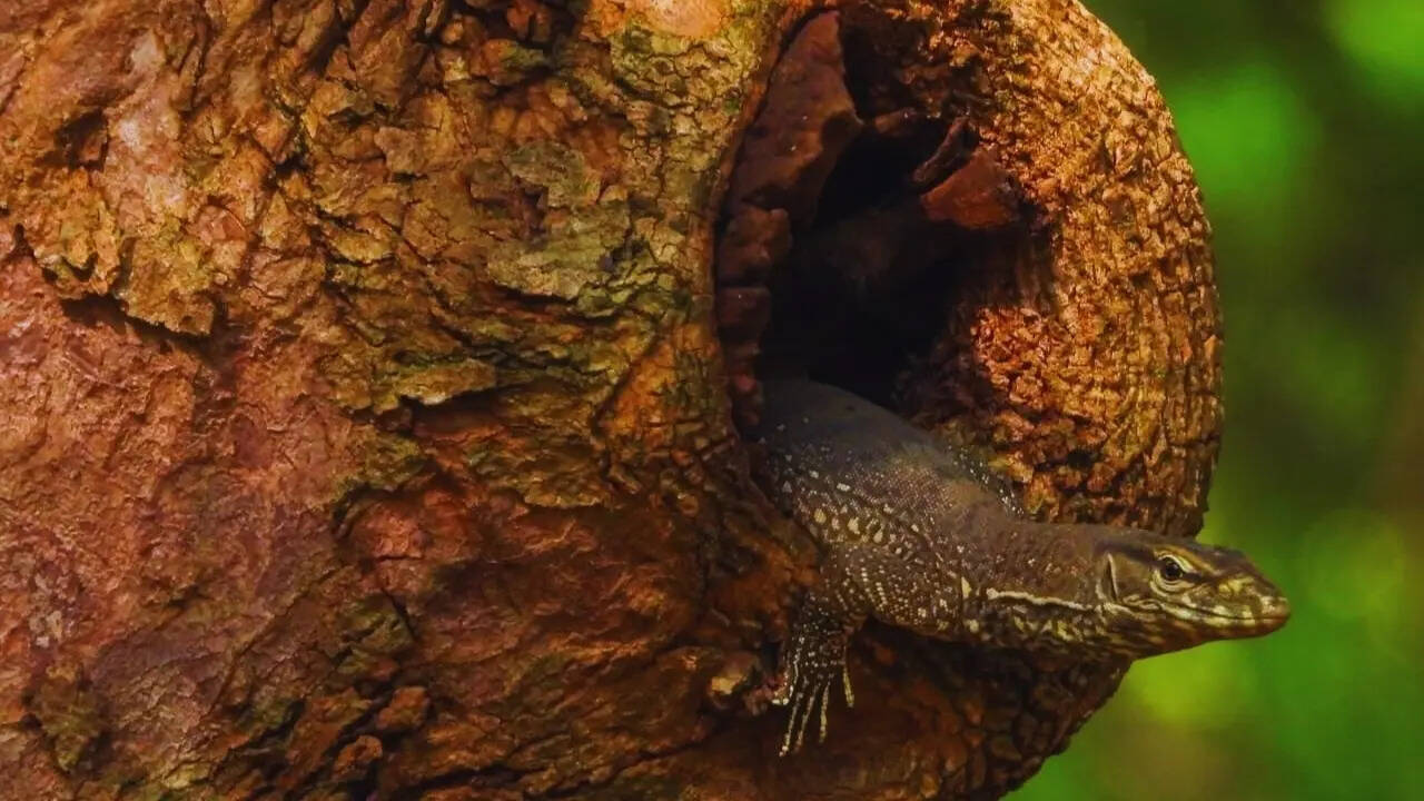 The incredible monitor lizard legend behind Maharashtra’s famous ...