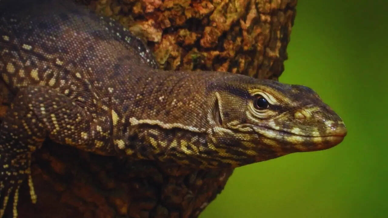 The incredible monitor lizard legend behind Maharashtra’s famous ...