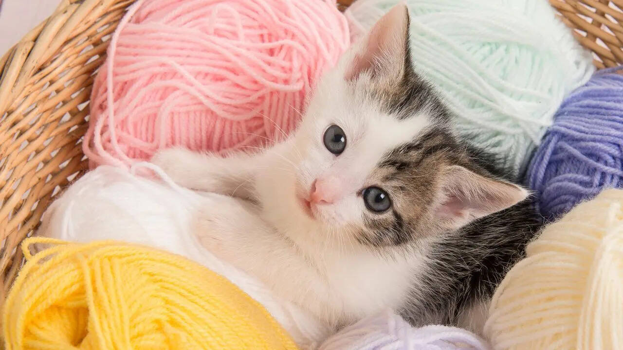 Planning to be a pet parent? These are the 5 best pets one can keep in ...