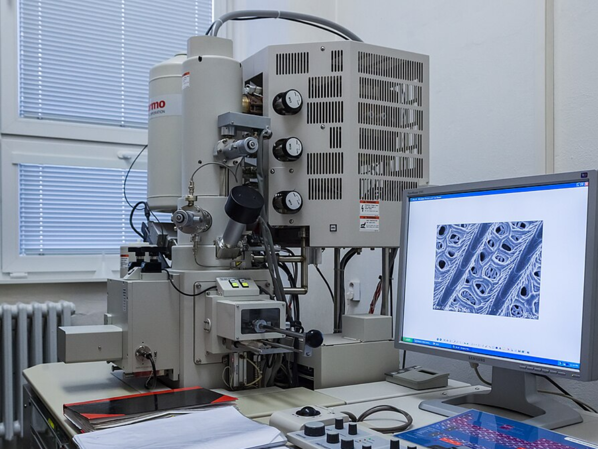 In 2010, fossil feathers under a microscope revealed dinosaur colours ...