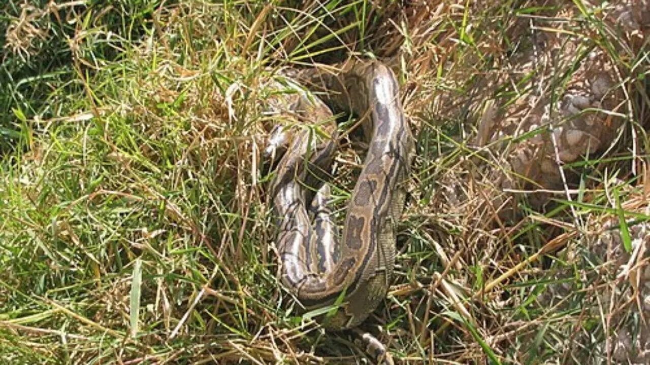 African rock python: Size, habitat, diet, and surprising facts about ...