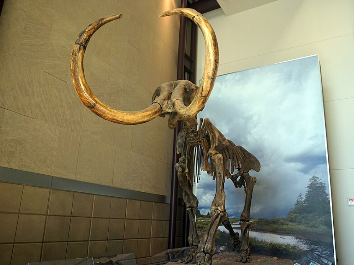 In 1979, a Wisconsin farmer saved a giant bone that led archaeologists ...