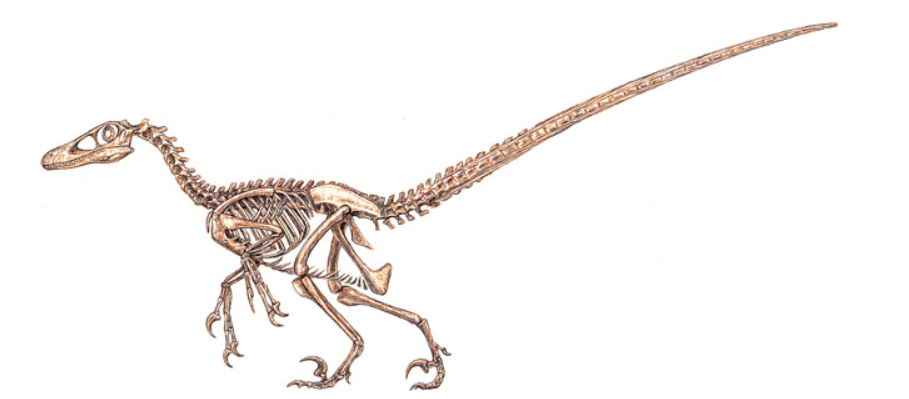 New dinosaur alert: Meet Kank australis, the fish-hunting raptor that ...