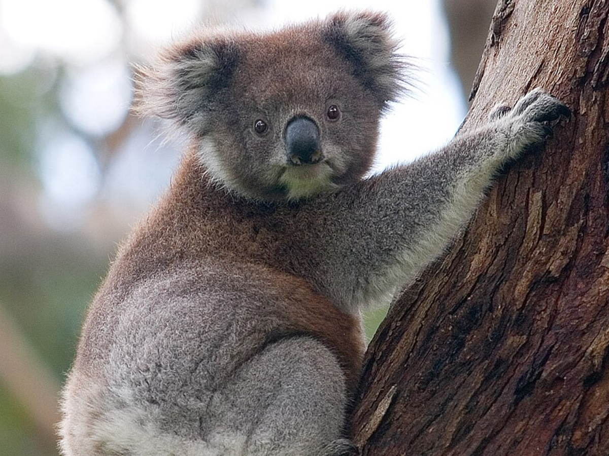 Fewer than six koalas were moved to a small island in Victoria in the ...