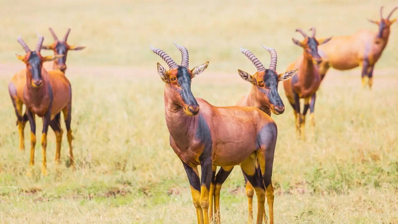 Beyond five-star luxury: Why African wildlife safaris are the new ...