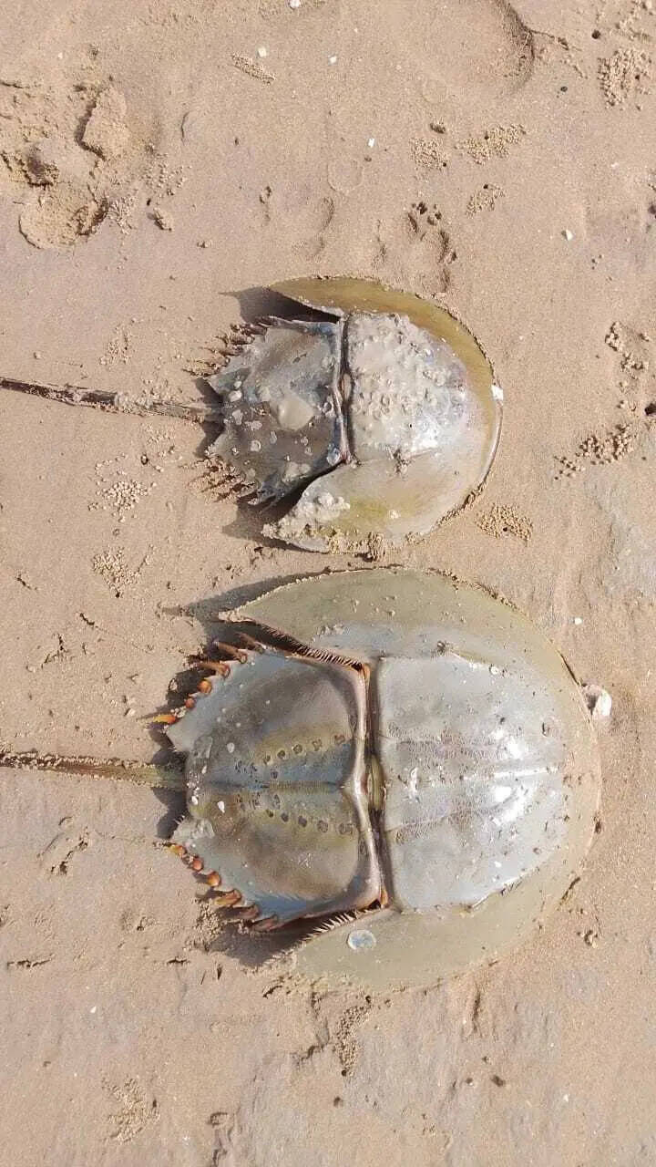 FM University gets funds for horseshoe crab research, conservation ...
