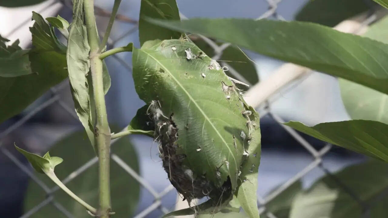 The weirdest bird nests on the planet: From Tailorbirds to Bald Eagles ...