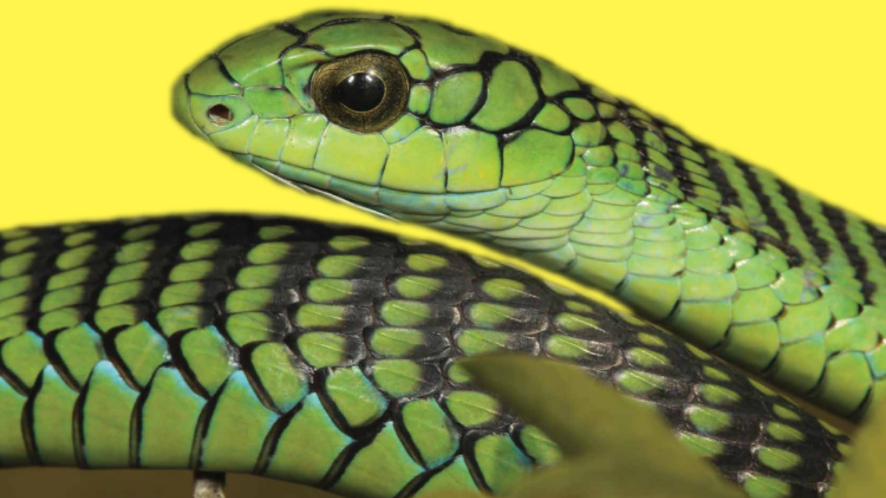 6 common green snakes of South Africa: Location, venom, behaviour and ...