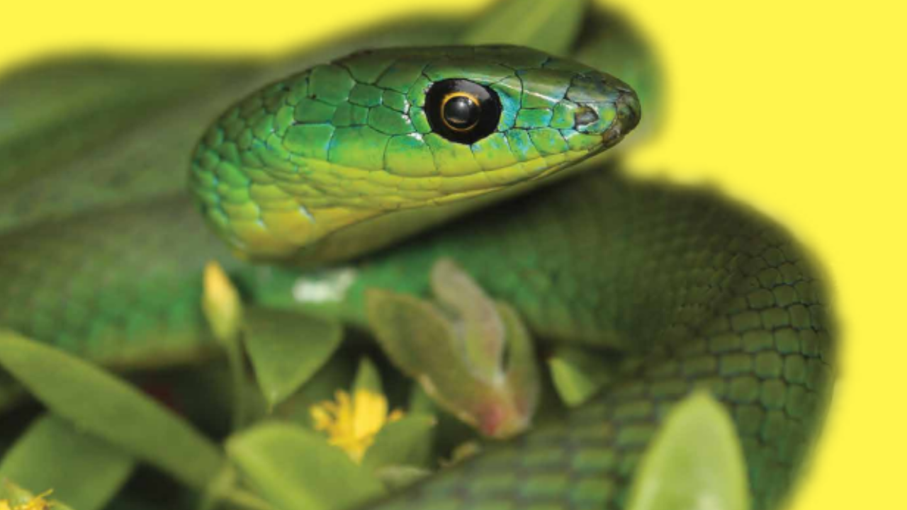 6 common green snakes of South Africa: From Green mamba to harmless ...