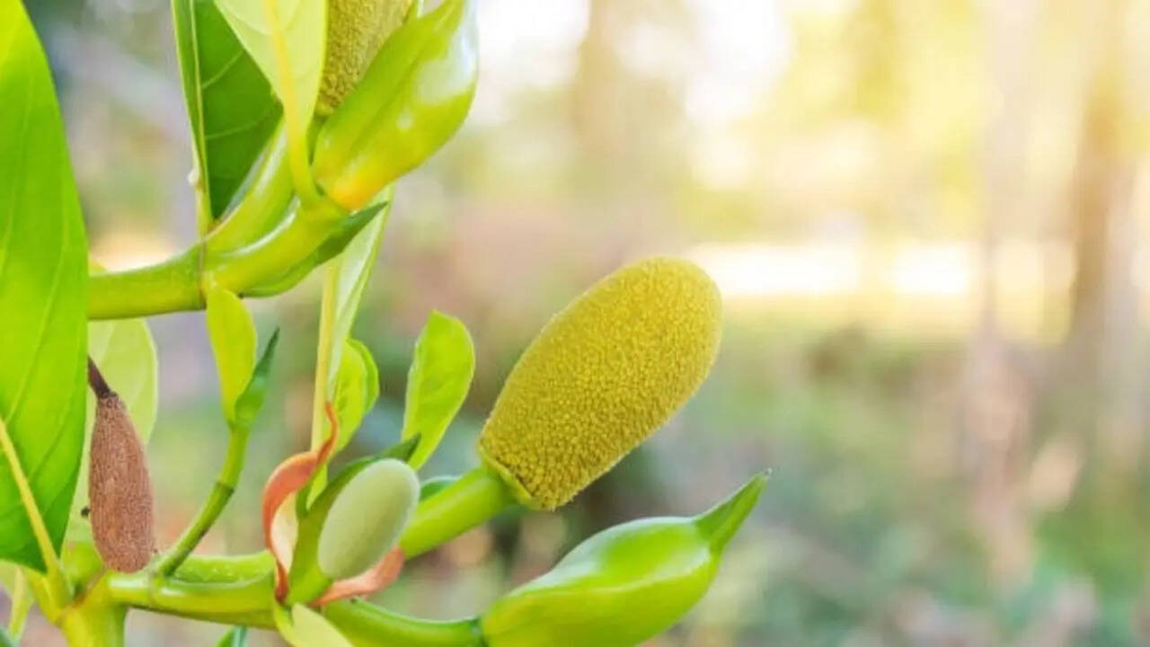 How To Grow Jackfruit Tree: How to grow Jackfruit tree at home: A step ...