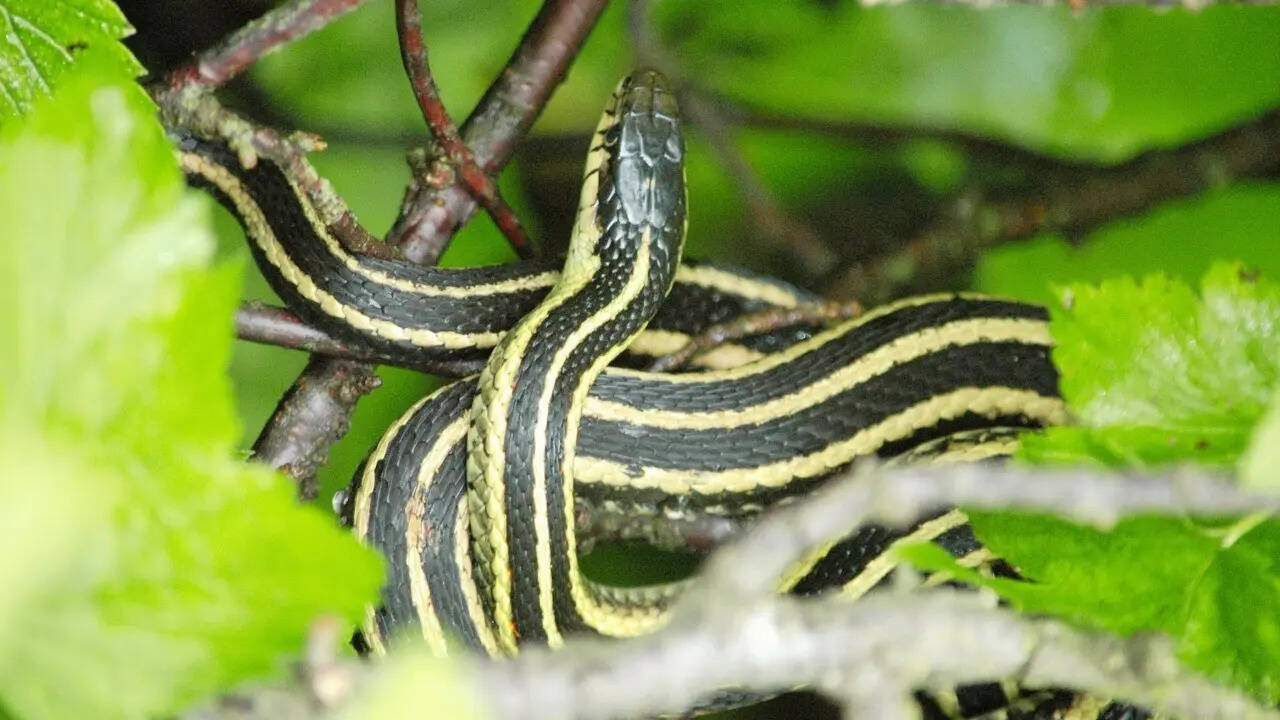 This place witnesses the largest gathering of snakes in the world and ...